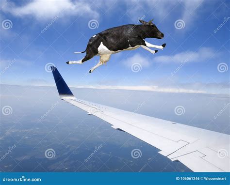 Flying Cow