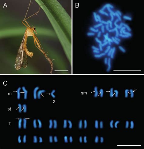 Dapi Staining Of Spermatogonial Cells Of Terrobittacus Implicatus A A Download Scientific