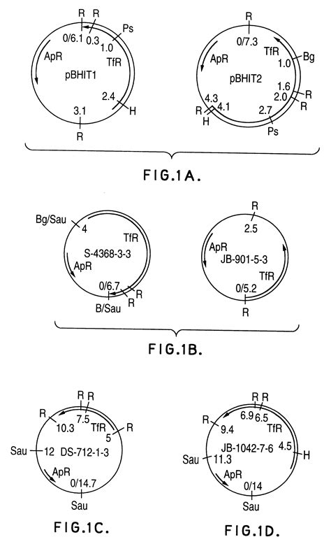 Transferrin Receptor Genes Eureka Patsnap