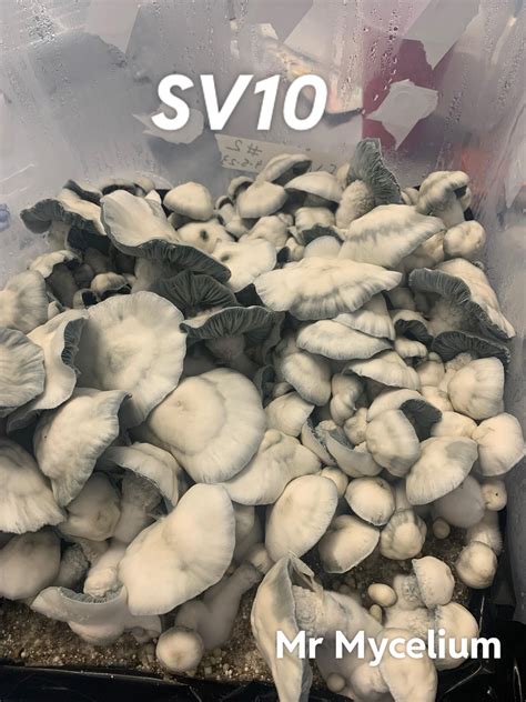 Sv 10 Yeti X Chodewave Rmagnificentcubensis