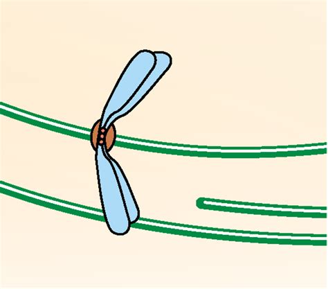 Take A Look At This Image Of A Mitotic