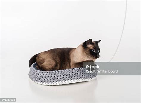 แมวสยามในตะกร้าที่ทําด้วยมือและเล่นกับเชือก ภาพสต็อก ดาวน์โหลดรูปภาพตอนนี้ การถ่ายภาพ ภาพ