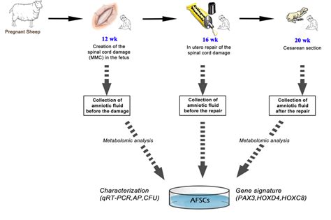 Pdf Schematic Representation Of The Study