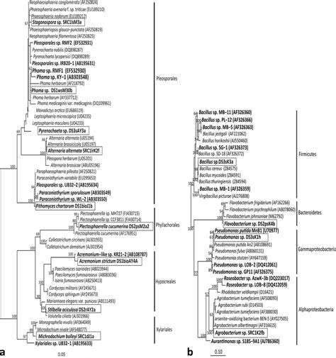 Maximum Likelihood ML Trees Showing The Phylogenetic Relationships Of Download Scientific