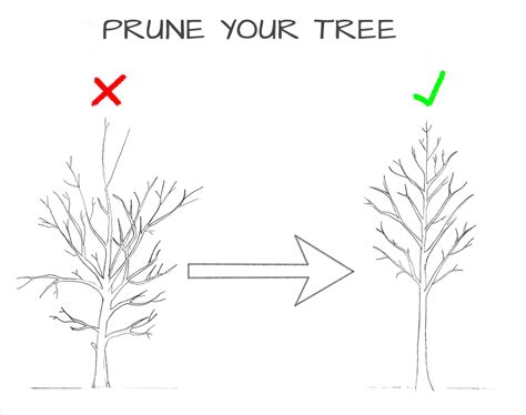 Tree Care Green Springville