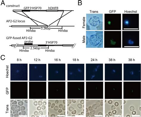 Global Transcriptional Repression An Initial And Essential Step For