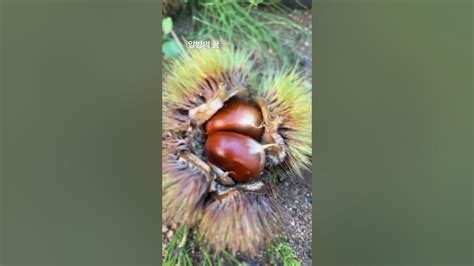 작은풍경알밤 가을하늘 어린시절의 꿈 Youtube