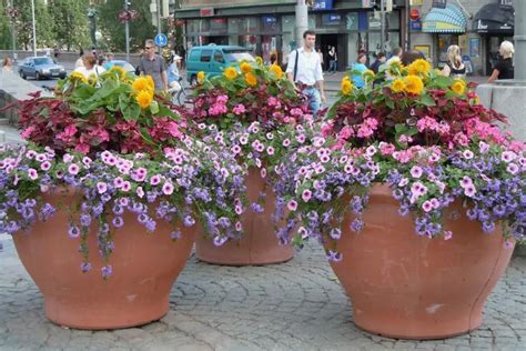 Цветы для вазонов подходящие виды для посадки в бетонные горшки Elit Stone Elit