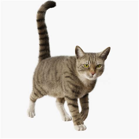 Cat Gray Tabby Rigged Animated 3d Model Animated Rigged Cgtrader