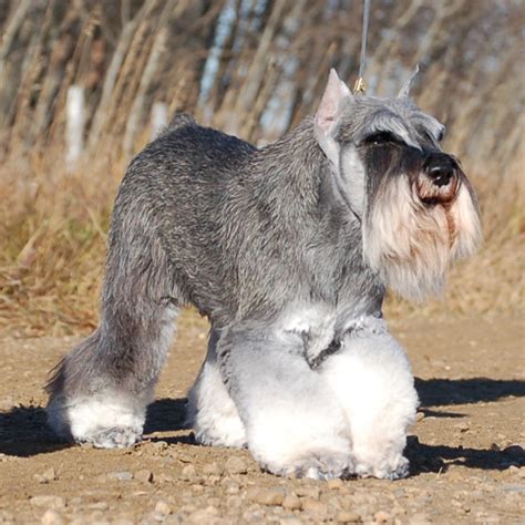 Lever Peper Miniatuur Schnauzer