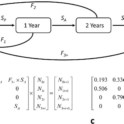 Transition Diagram A Associated Age Structured Matrix Model B And Download Scientific