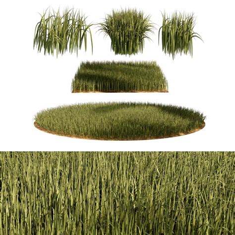 High Rye Grass 325267 3d Model