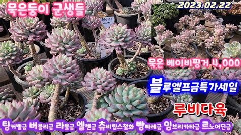 루비다육3탄묵둥이베이비핑거 4천헤라리틀쨈러블리로즈군생무지개여신라즈베리블루에프금몽블랑소인제금라울금연봉금