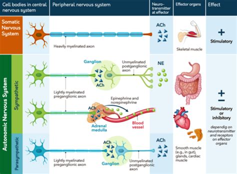 PSYC 121 07 CH3 Review Flashcards Quizlet