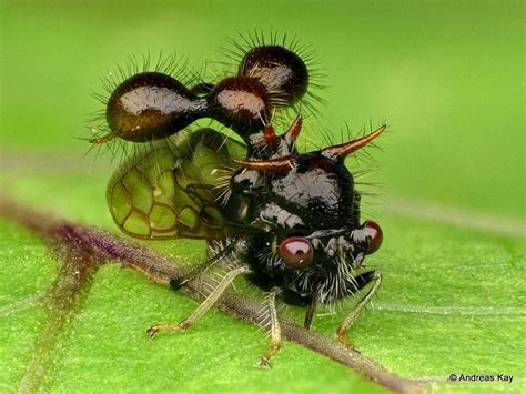 Ant Mimicking Treehopper Cyphonia Sp Membracidae Cute Small