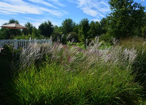Miscanthus Purpurascens Archives The Obsessive Neurotic Gardener
