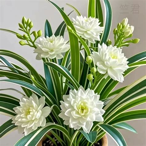 金边吊兰浓香型重瓣大花绿植花卉四季开花盆栽室内好养活金边吊兰 阿里巴巴