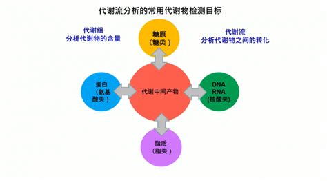 代谢流1 肿瘤细胞 氨基酸代谢 非靶向代谢 脂质 多组学代谢流检测分析 脂肪酸定量 肠道微生物菌群检测 麦特绘谱