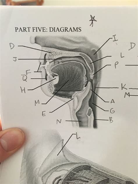 Mouth Diagram Diagram Quizlet