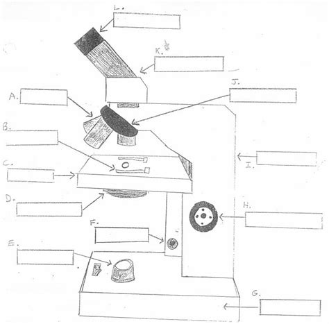Compound Microscope Diagram Quizlet