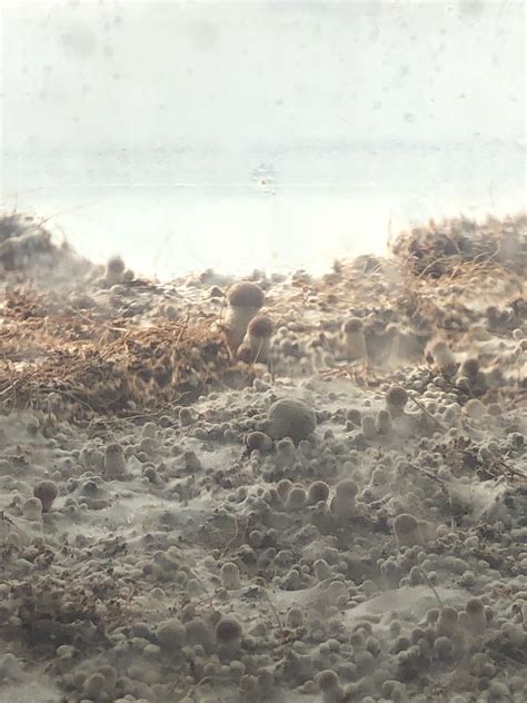 Pe Fruiting Question On Lighting R Unclebens