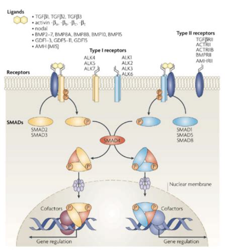 Pda Exam 2 Signal Transduction Flashcards Quizlet
