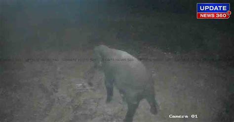 ரயில் மீது மோதாமல் இருக்க சுரங்கப்பாதையை பயன்படுத்திய காட்டு யானைகள் வைரலாகும் வீடியோ