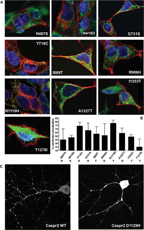 Immunofluorescence Staining In Hek 293 Cells And Neurons Demonstrates