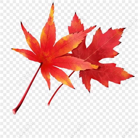 Gambar Daun Maple Merah Png Unduh Gratis Lovepik