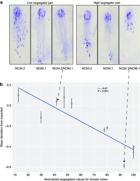 Strains With Higher Segregation Values Exhibit Reduced Slug