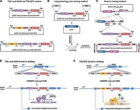 Figures And Data In Expanding The Drosophila Toolkit For Dual Control