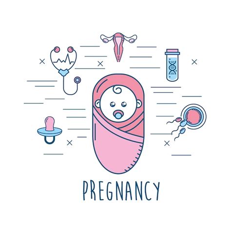 Premium Vector Set Pregnancy Fertilization Process To Biology Reproduction