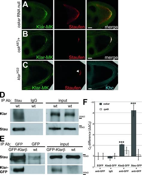 Klar Is In Complex With Staufen But Its Posterior Accumulation Does