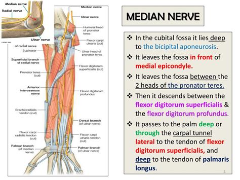 Ppt Median And Ulnar Nerves Powerpoint Presentation Free Download Id