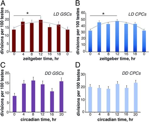 Rhythms Of Stem Cell Division In The Testis A And B Stem Cell