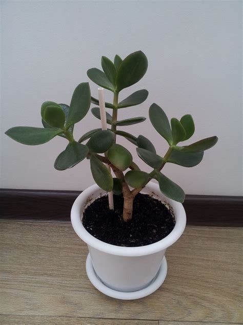 Денежное дерево (30cm)