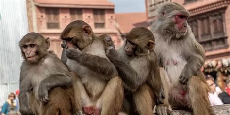 Los Monos Tienen Sexo Homosexual Frecuentemente
