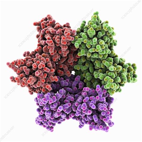 Bacteriophage Phicjt23 Capsid Protein Illustration Stock Image C0575069 Science Photo