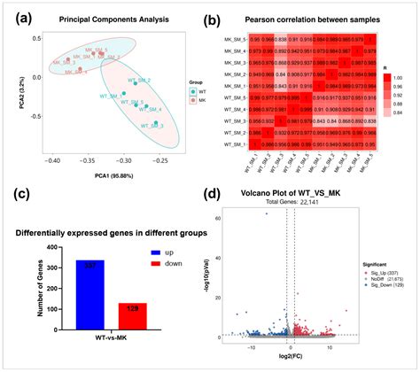Combined Transcriptome And Metabolome Analysis Of Smooth Muscle Of Myostatin Knockout Cattle