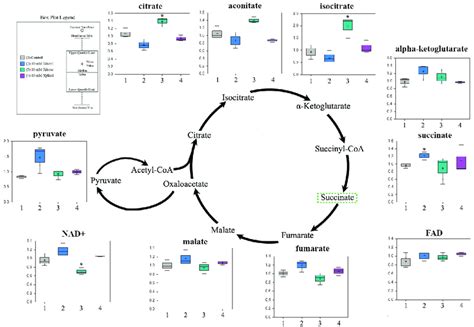 Alteration In Tca Cycle Metabolite Or Intermediates In Mcf 7 Cells