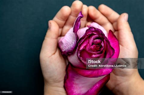 장미 꽃 아름다운 분홍색 장미 검은 배경에 아이들의 손에 장미 사랑과 신뢰의 개념 텍스트 사랑과 부드러움 아름다움과 아이들의 손의 부드러움을위한 공간을 복사 결혼식에 대한