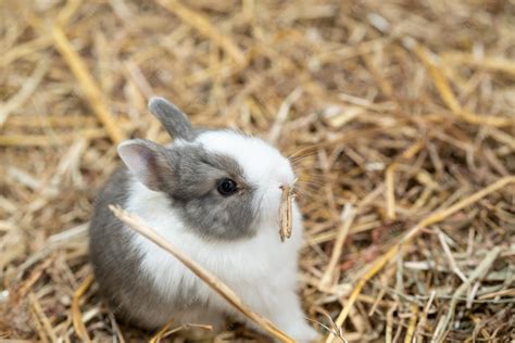 Premium Photo Netherland Dwarf Rabbit Is One Of The Smallest Rabbit