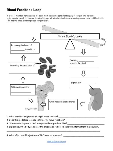 Blood Feedback Loop Pdf