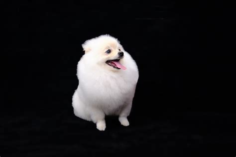 Premium Photo A White Pomeranian After A Groomers Haircut On A Black Background