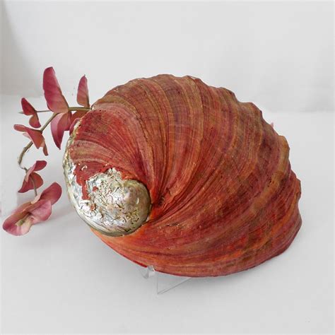 Large Red Abalone Shell 7 In Large Seashell By Coastalglamour Large Red Abalone Shell 7 In Large Seashell By Coastalglamour