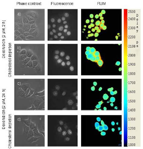 Phase Contrast Images Fluorescence Intensities And Effective