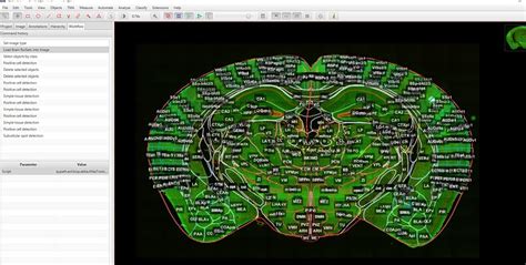 abba qupath script to measure fluorescence in atlas regions image