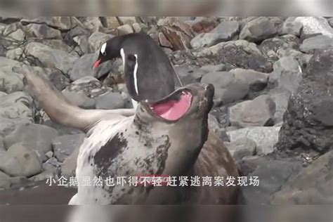 小企鹅赖在父亲屁股下，怎料父亲直接一脚：给劳资出去！父亲劳资屁股