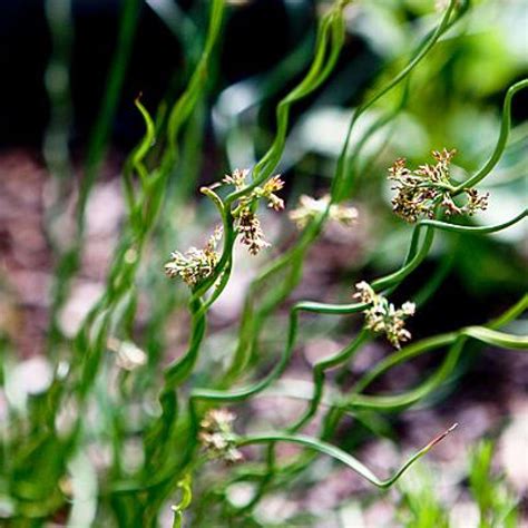 Corkscrew Aquatic Plant