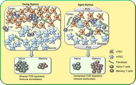 Effects Of Age On Thymic Development And Function Age‐related Thymic Download Scientific